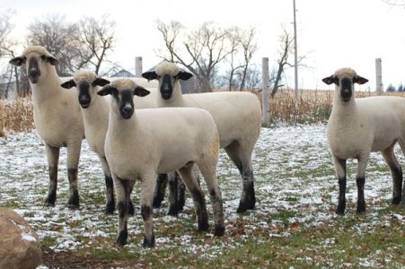 Guide to Sheep Breeds - Grit